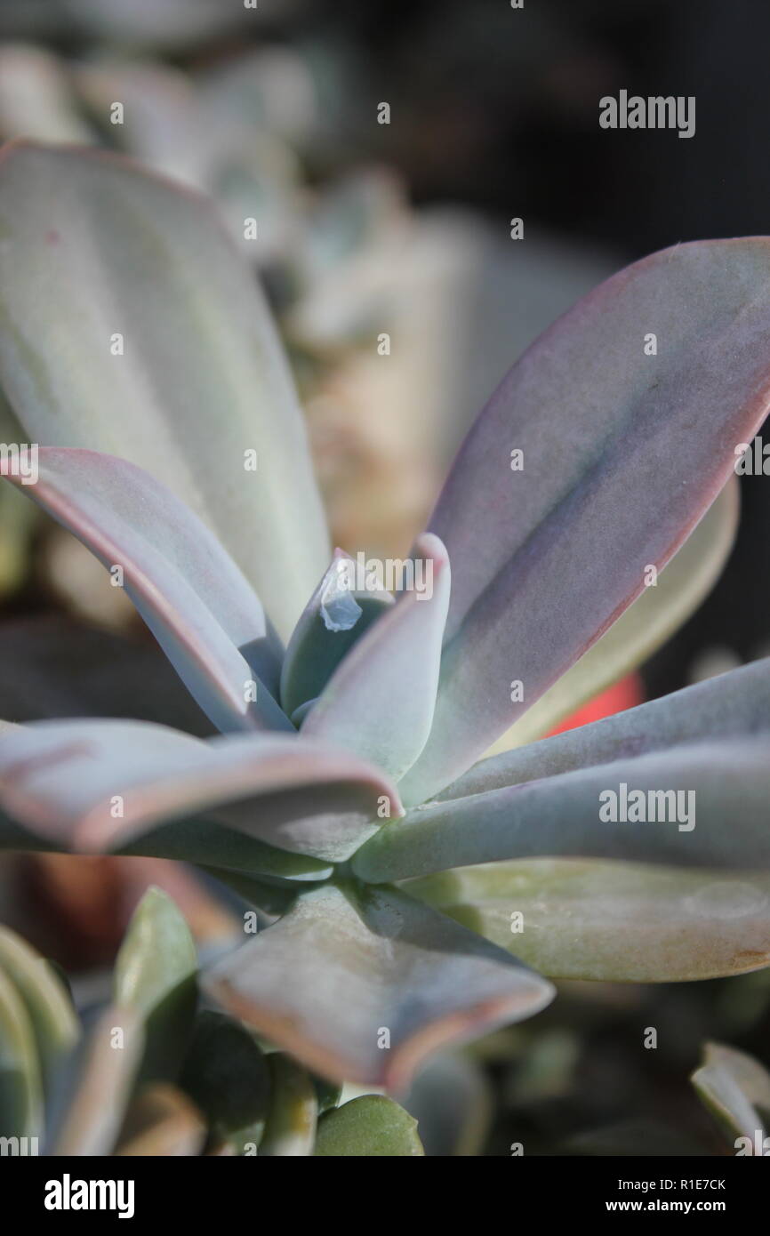 Echeveria elegans, Mexican snow ball, Mexican gem, white Mexican rose ...