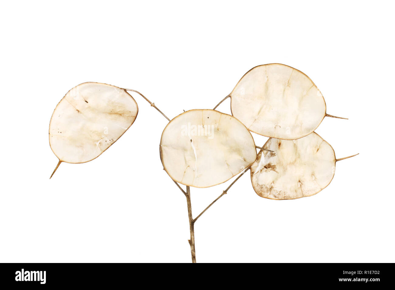 Honesty seed pods isolated against white Stock Photo - Alamy