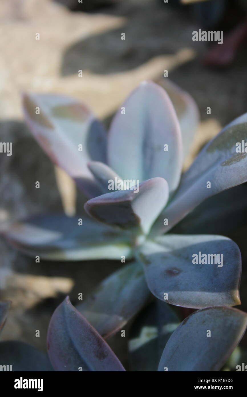 Echeveria elegans, Mexican snow ball, Mexican gem, white Mexican rose ...