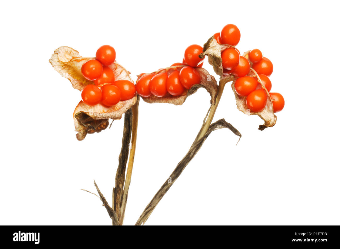 Crocosmia seed isolated hi-res stock photography and images - Alamy