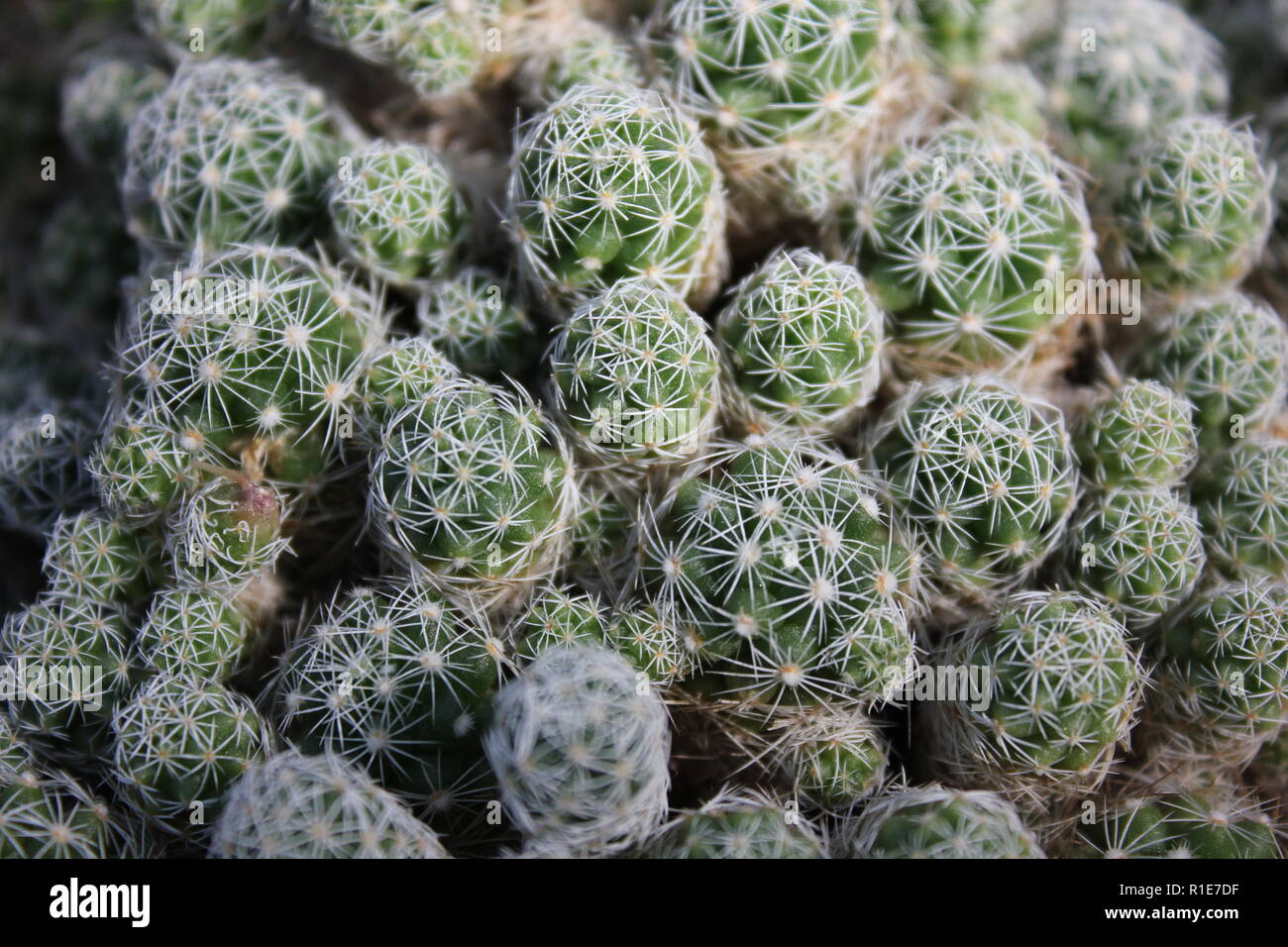 Mammillaria fragilis, Thimble Cactus, a clump-forming cactus growing in ...