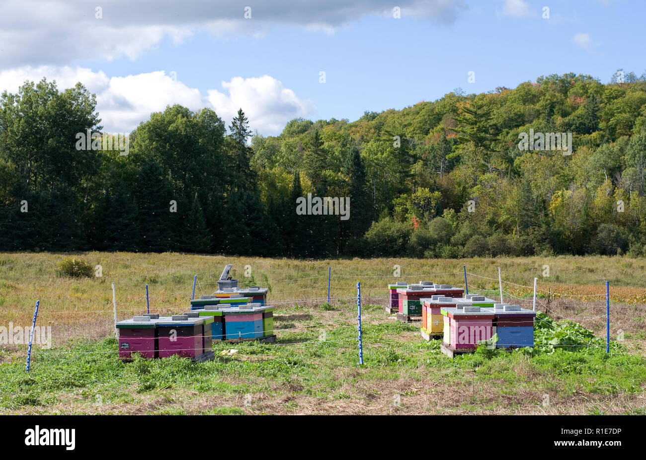 Colorful Beehives Near a Forest during Summer Season Stock Photo - Alamy