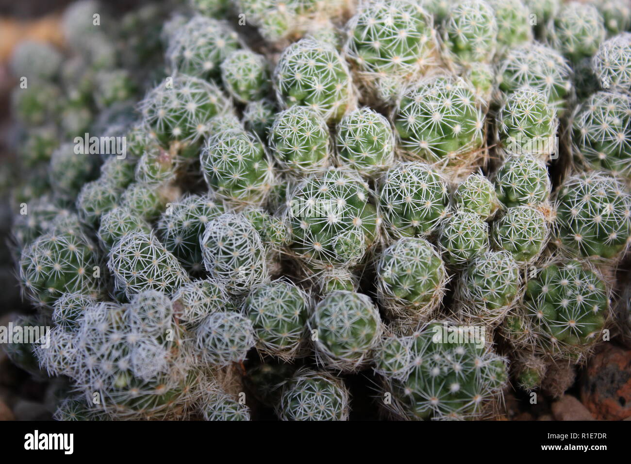 Mammillaria fragilis, Thimble Cactus, a clump-forming cactus growing in ...