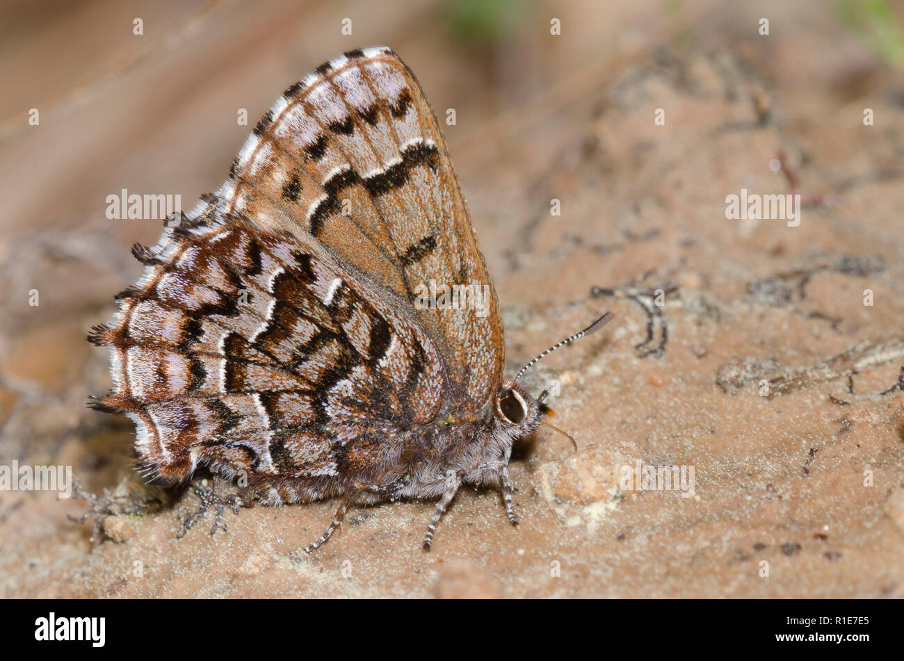 Eastern red pine hi-res stock photography and images - Alamy