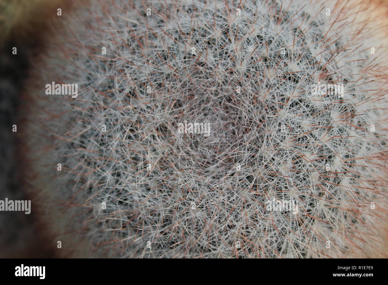 Mammillaria plumosa, feather cactus growing in the desert garden Stock ...