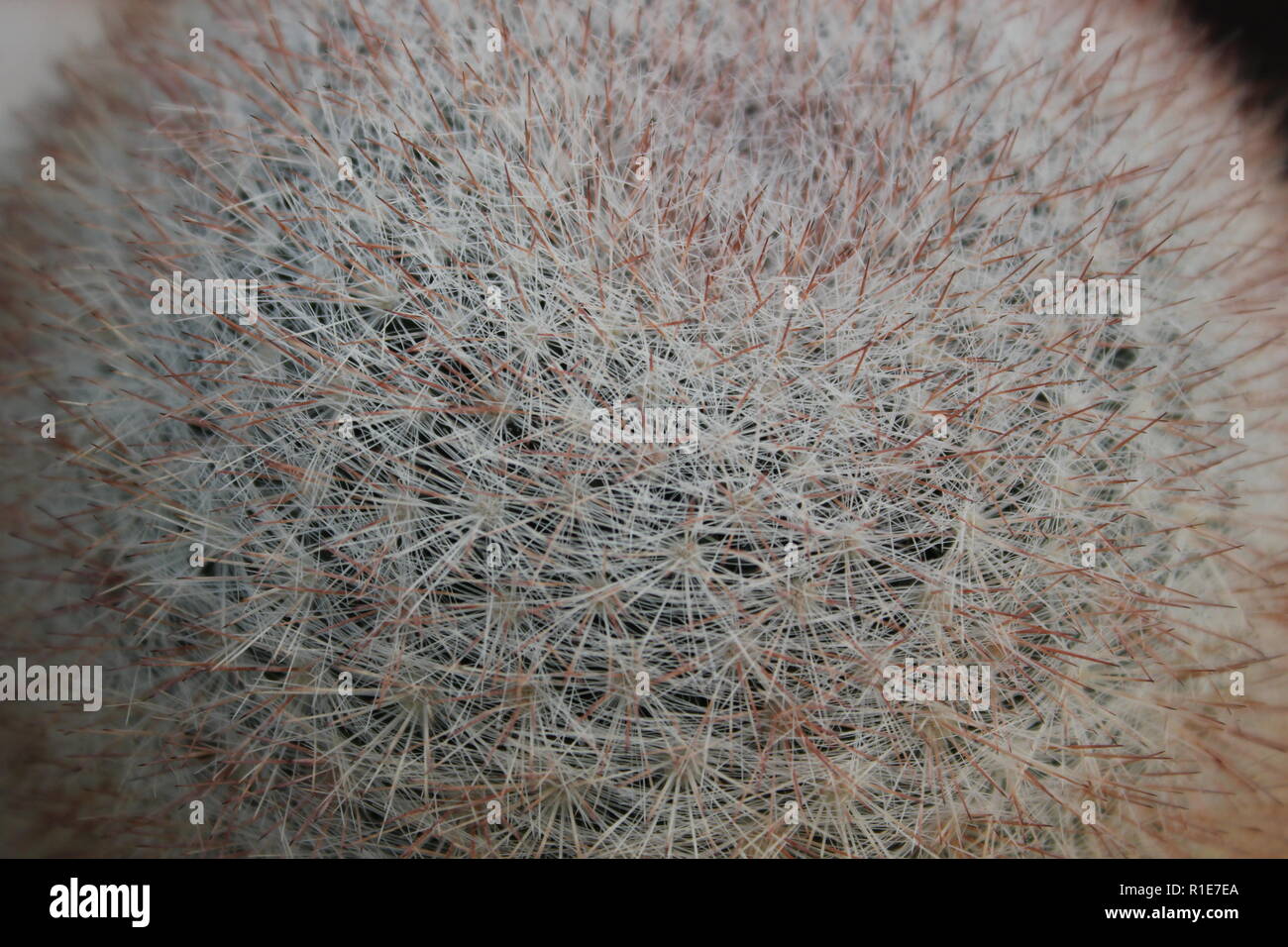 Mammillaria plumosa, feather cactus growing in the desert garden Stock ...