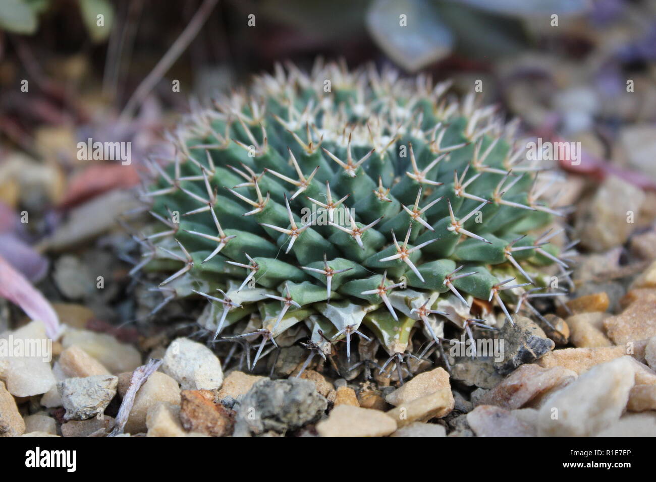 Beautiful desert cactus plant growing in the desert garden Stock Photo ...