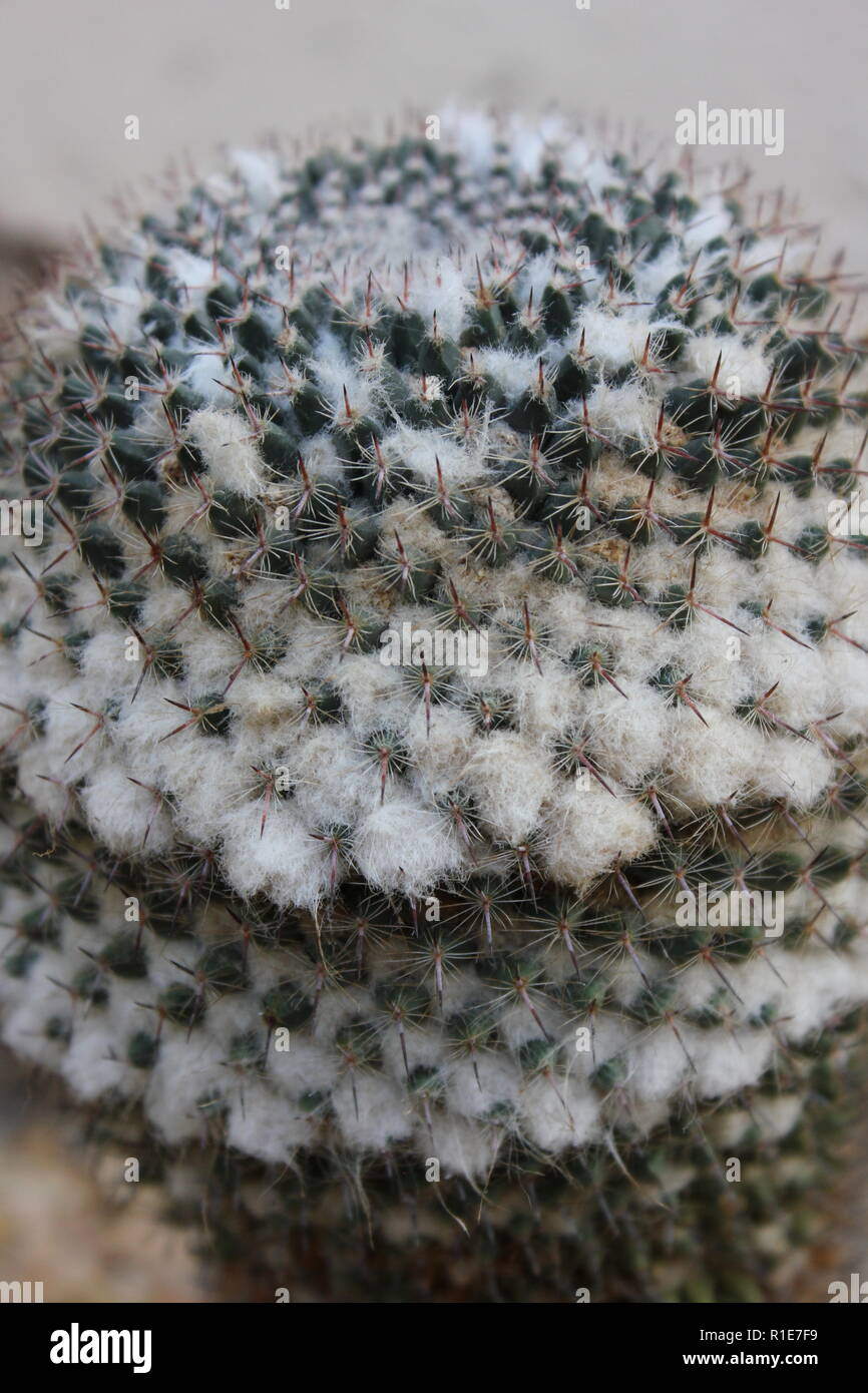Mammillaria plumosa, feather cactus growing in the desert garden Stock ...