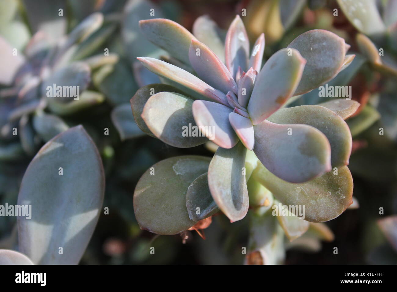 Echeveria elegans, Mexican snow ball, Mexican gem, white Mexican rose ...