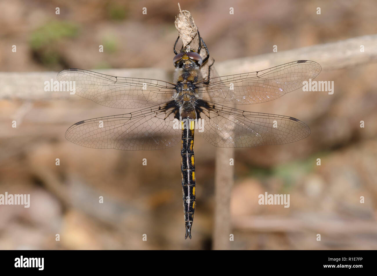 Common Baskettail, Epitheca cynosura Stock Photo - Alamy