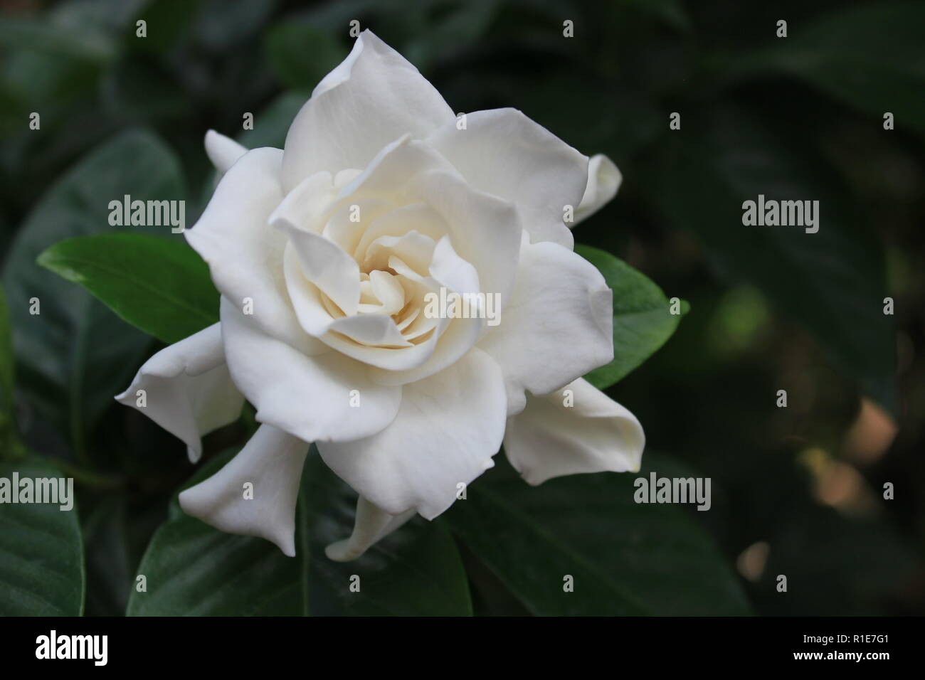 Beautiful and perfect white rose growing in the flower meadow Stock ...