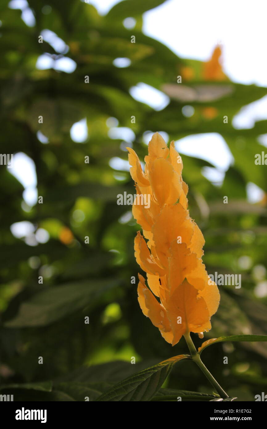 Shrimp Plant Flower High Resolution Stock Photography and Images - Alamy