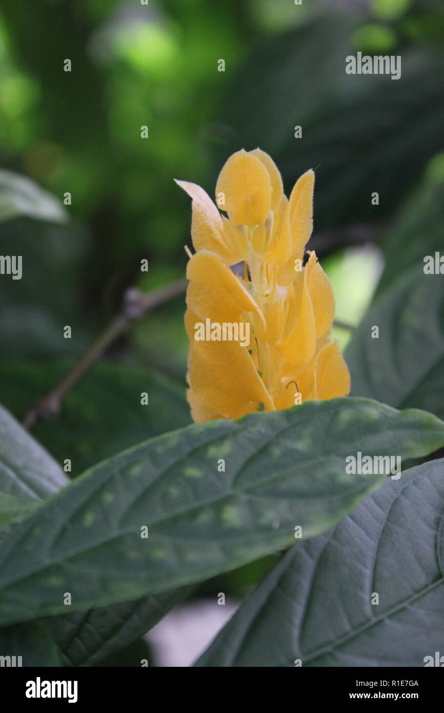 Lollipop llant, golden shrimp plant, pachystachys lutea, yellow flower ...