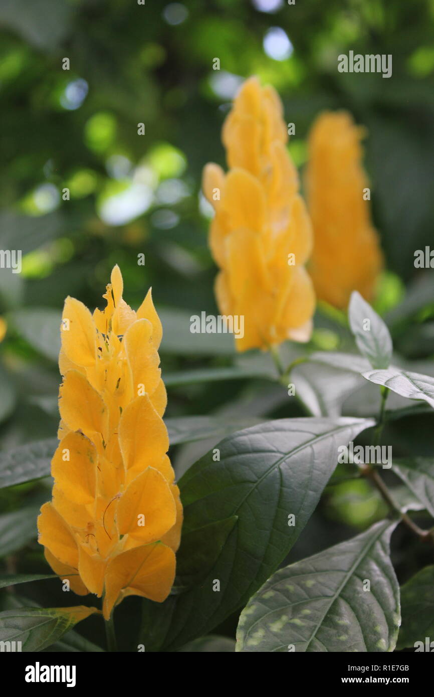 Lollipop llant, golden shrimp plant, pachystachys lutea, yellow flower ...
