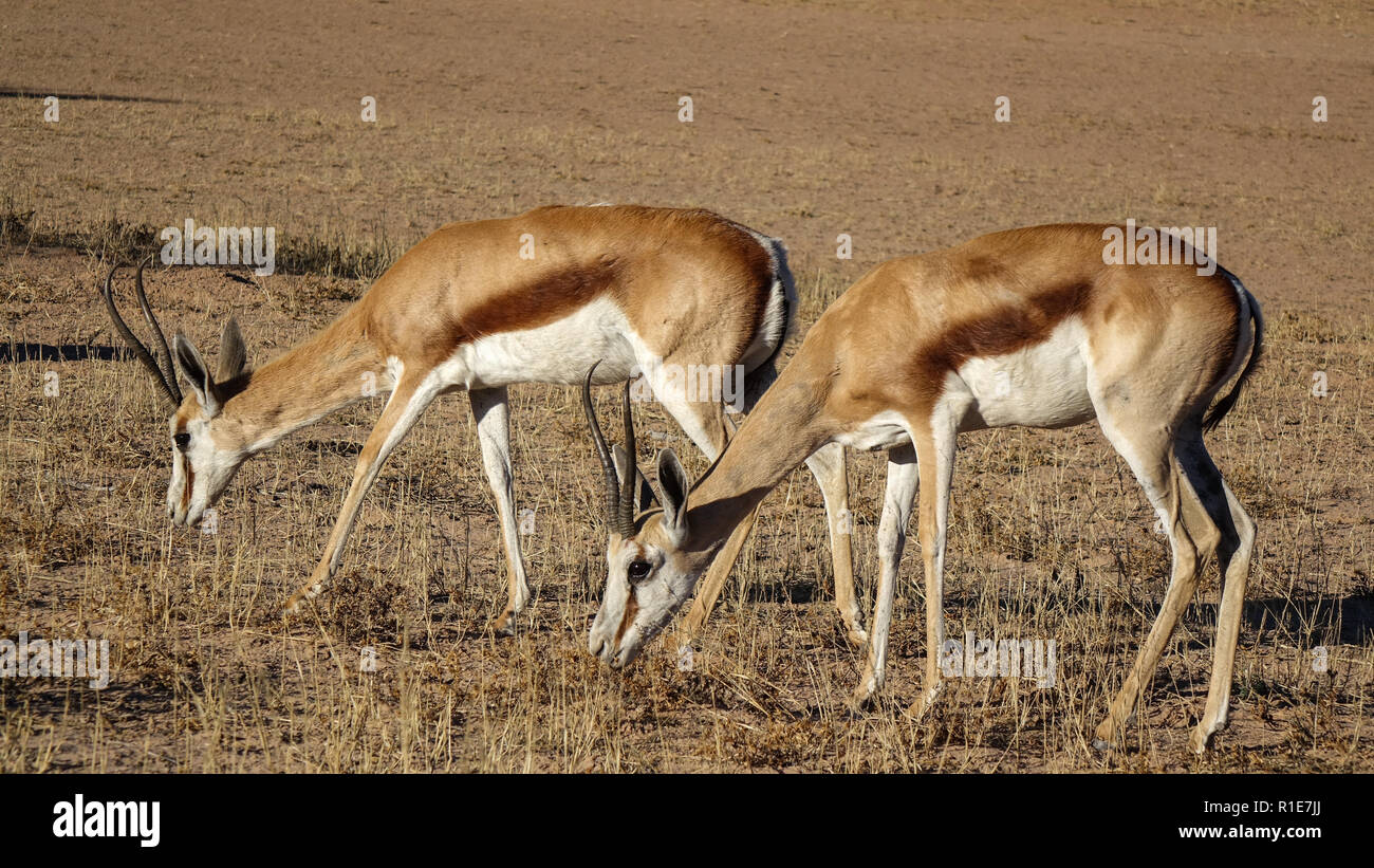 Two gazelles grazing in savannah, eating rare withered grass. Viewed ...
