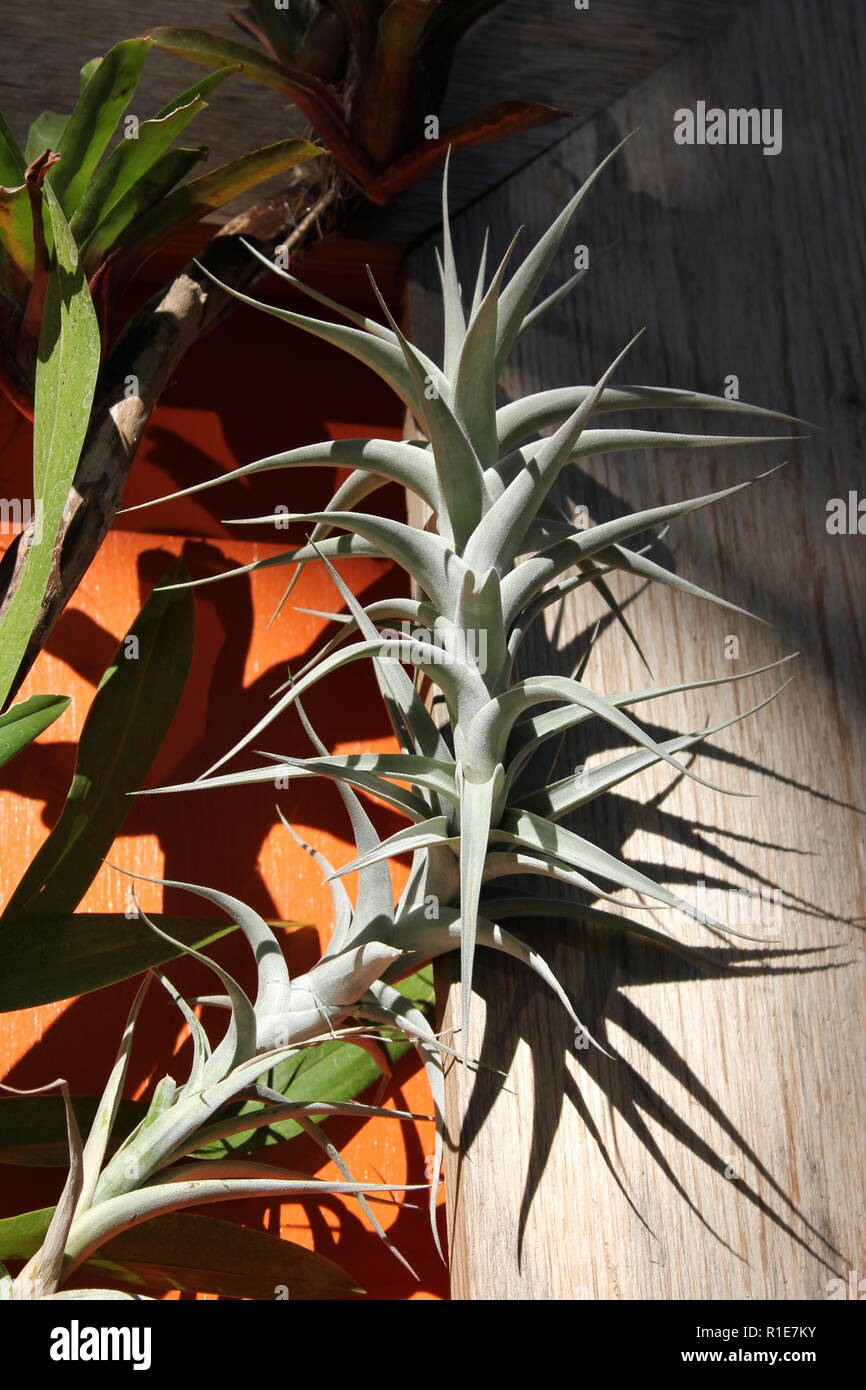 Air Plant Epiphyte High Resolution Stock Photography and Images - Alamy