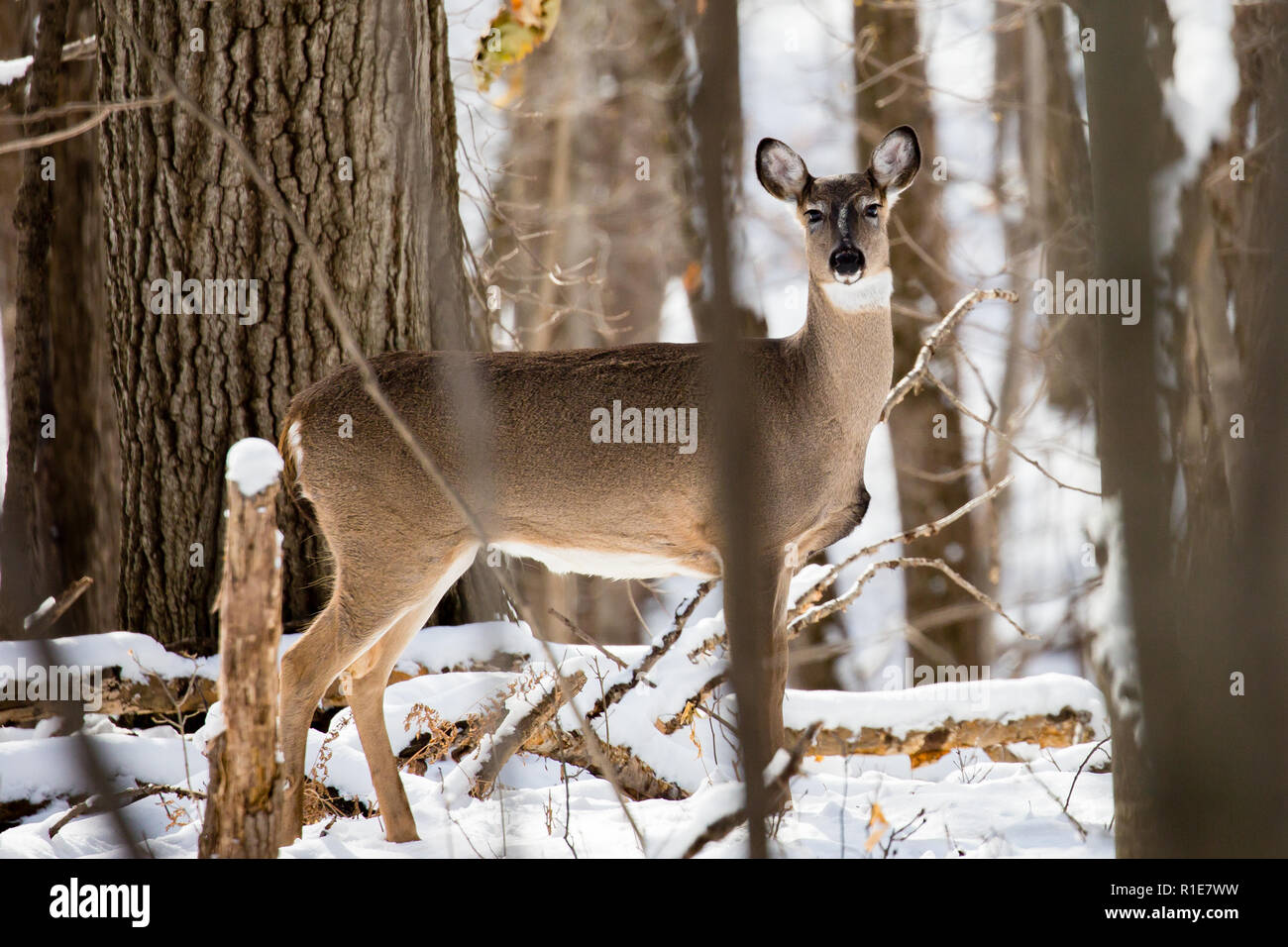 White tailed deer standing in hi-res stock photography and images - Alamy