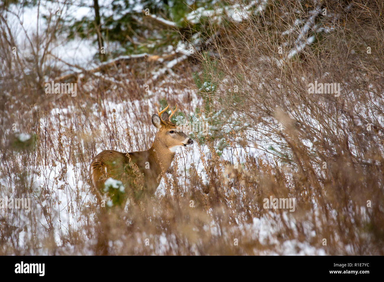 Four point white-tailed buck (odocoileus virginianus) standing in snow ...