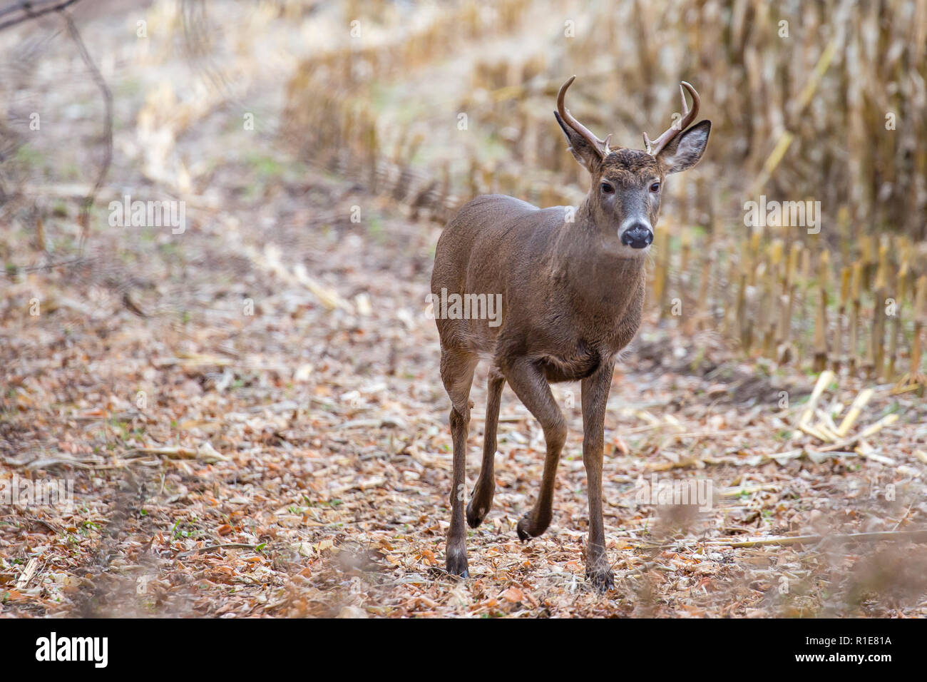 Six point white-tailed deer buck (odocoileus virginianus) walking next ...
