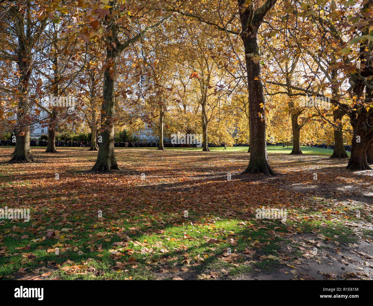 London planetree in autumn hi-res stock photography and images - Alamy