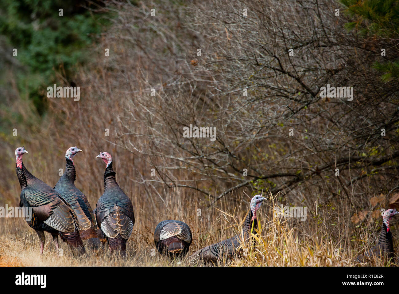 Eastern wild turkeys (Meleagris gallopavo) in Wisconsin during autumn ...