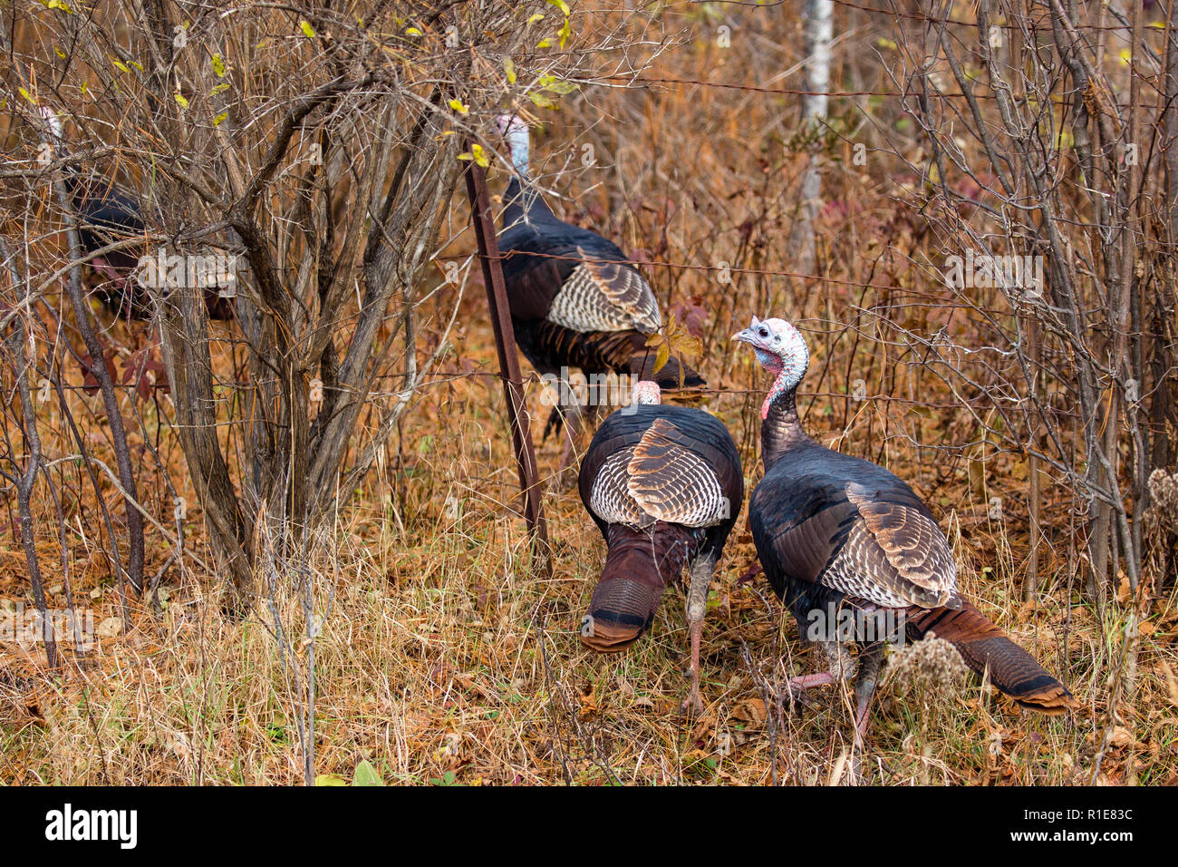 Eastern wild turkeys (Meleagris gallopavo) walking under a barbed wire ...