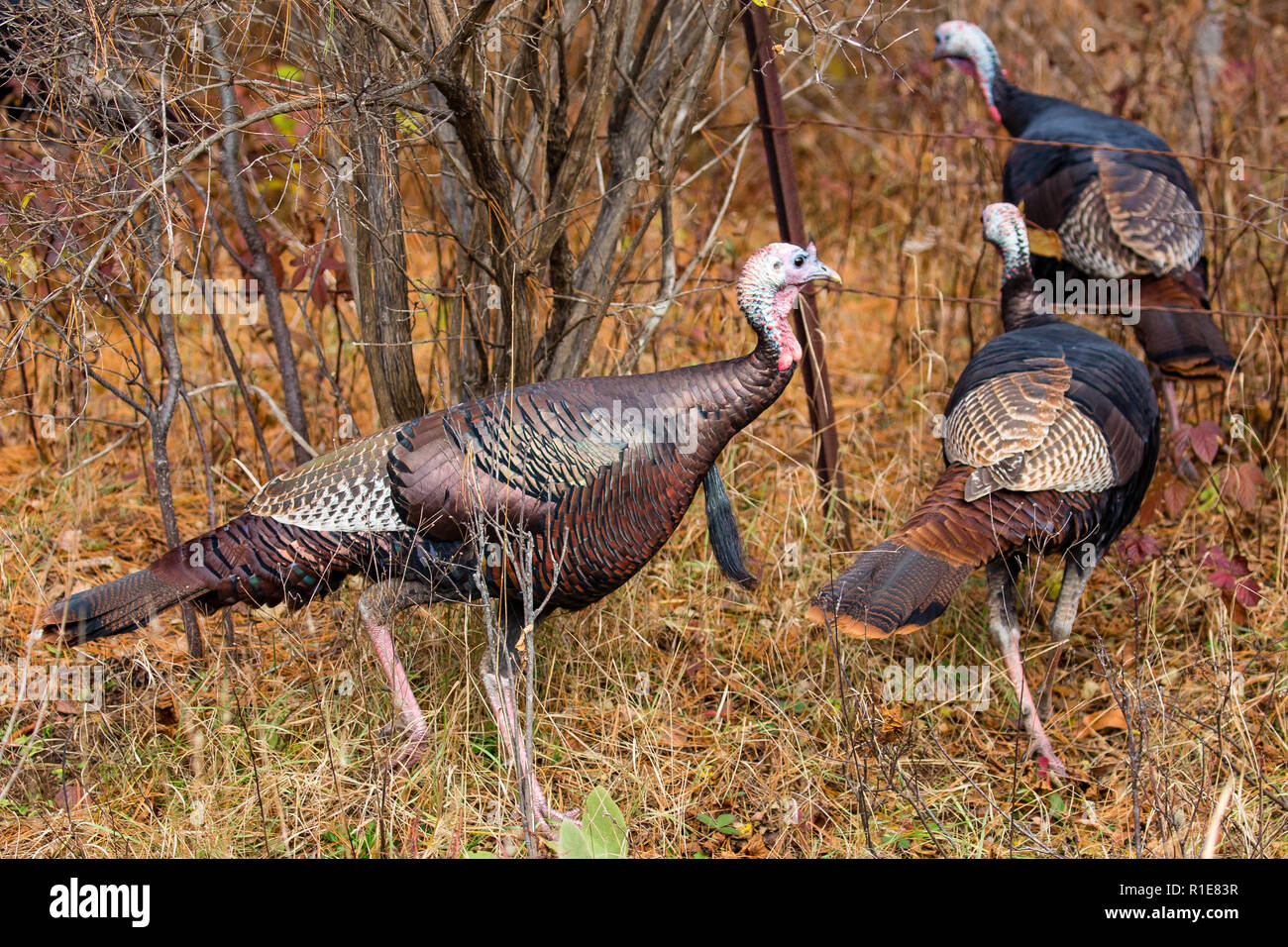 Eastern wild turkey (Meleagris gallopavo) in Wisconsin Stock Photo - Alamy