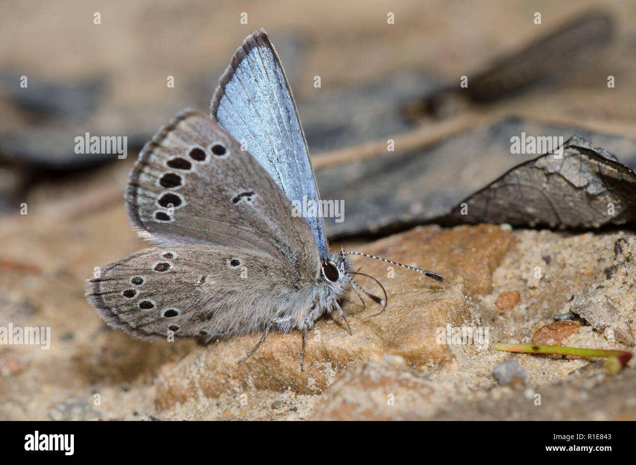 Silvery blue butterfly hi-res stock photography and images - Alamy