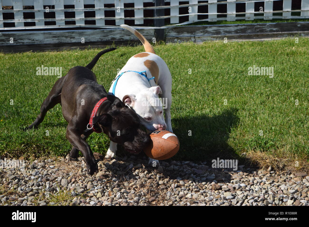 Animals playing football hi-res stock photography and images - Alamy