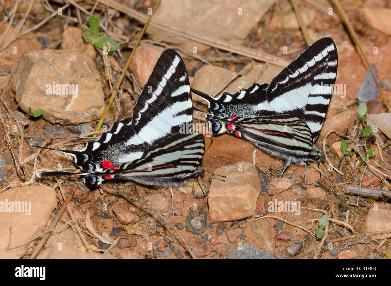 Zebra swallowtails hi-res stock photography and images - Alamy