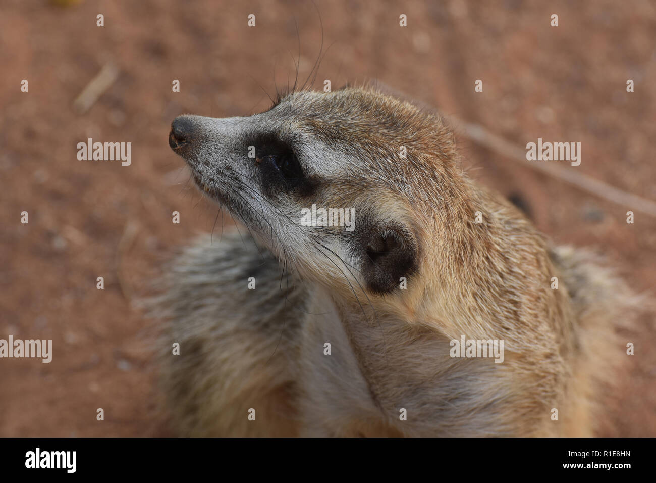 Side profile of a sweet faced meerkat Stock Photo - Alamy