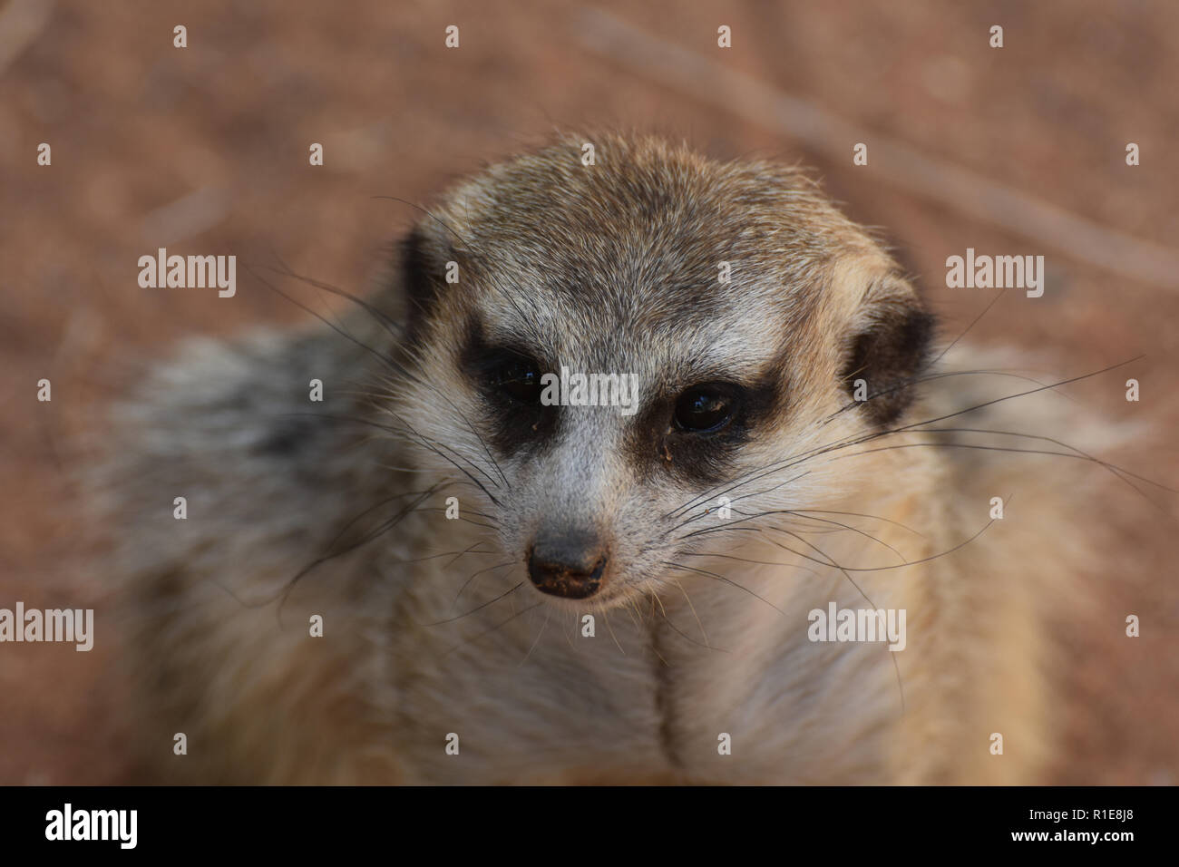Direct look on the face of a wild meerkat Stock Photo - Alamy