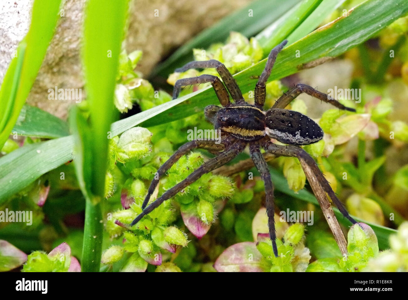Raft spider hi-res stock photography and images - Alamy