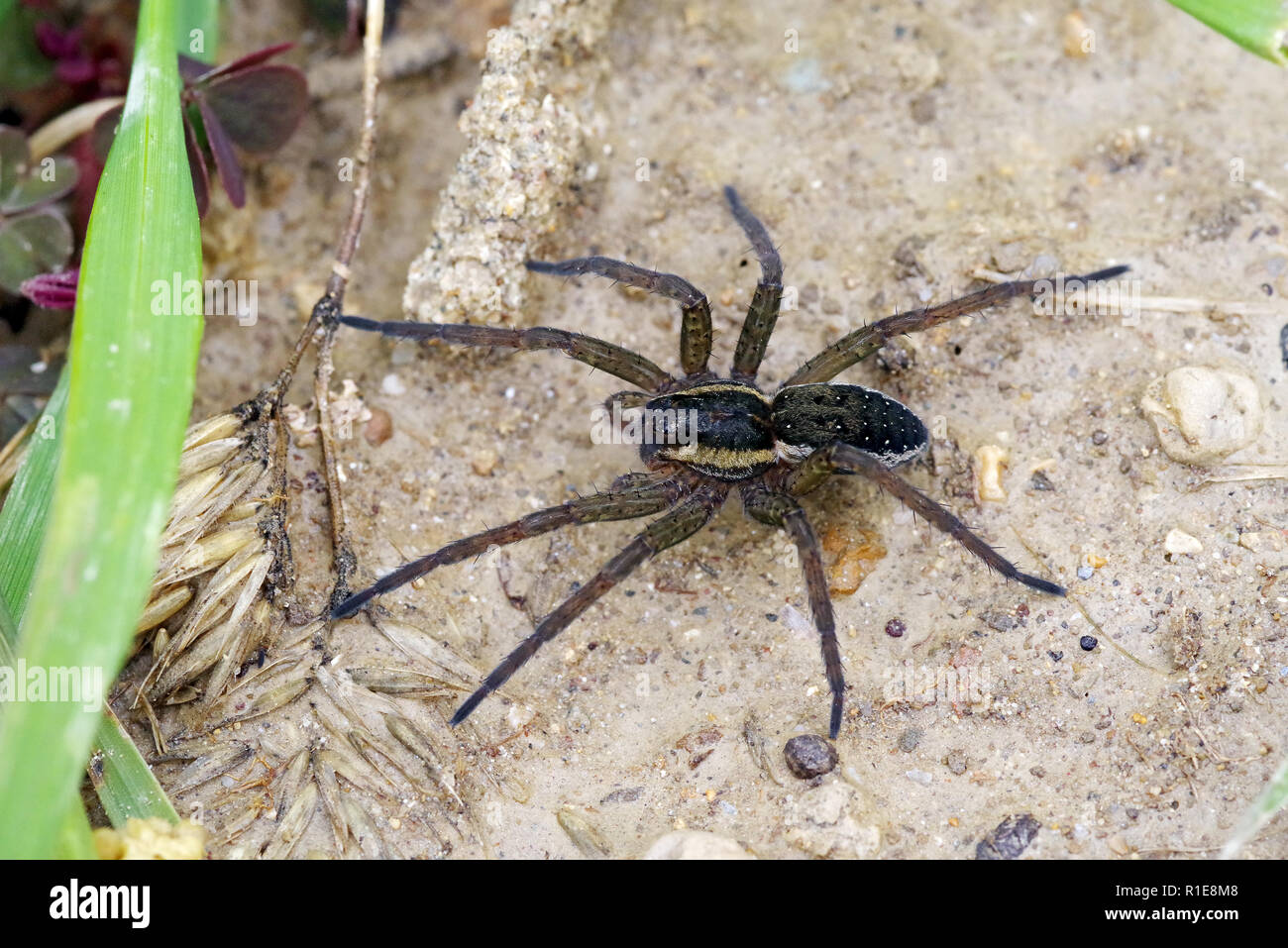 Dolomedes fimbriatus hi-res stock photography and images - Alamy
