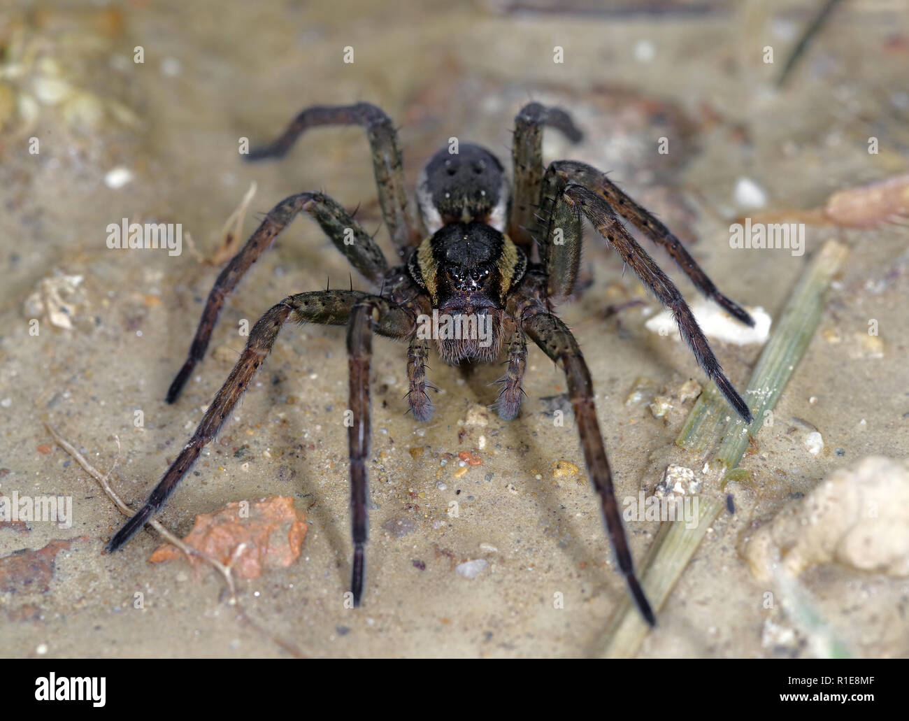 Raft spider (Dolomedes fimbriatus Stock Photo - Alamy
