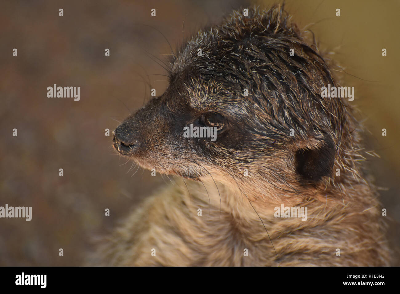 Beautiful side profile of a meerkat with dark fur Stock Photo - Alamy