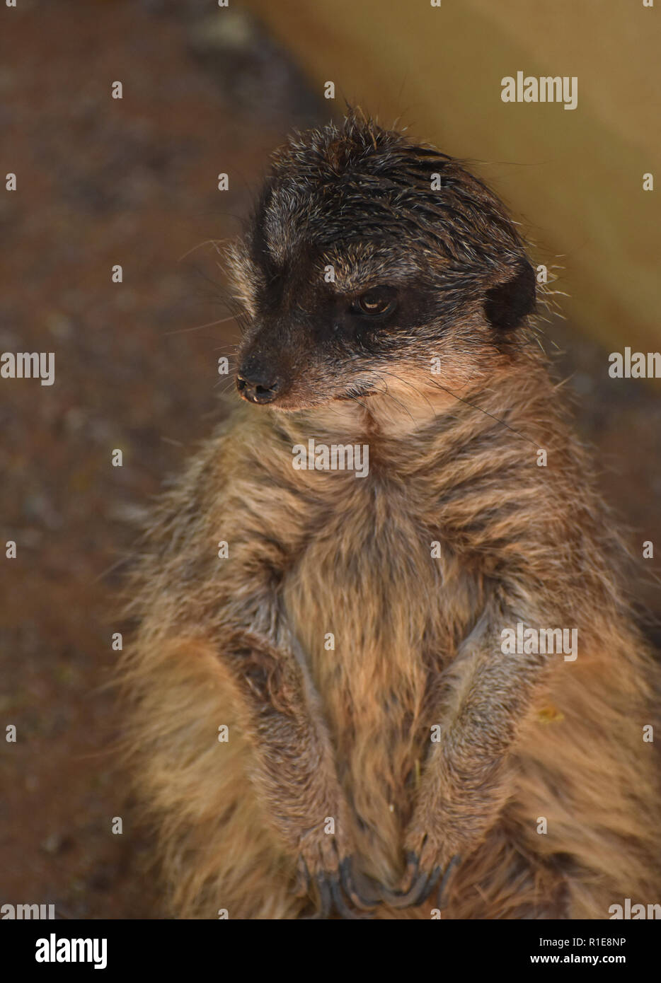 Meerkat guard standing up on his back legs Stock Photo - Alamy