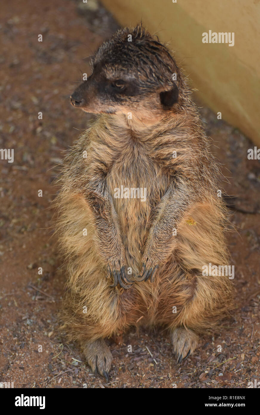 Wild meerkat standing up on his back legs Stock Photo - Alamy