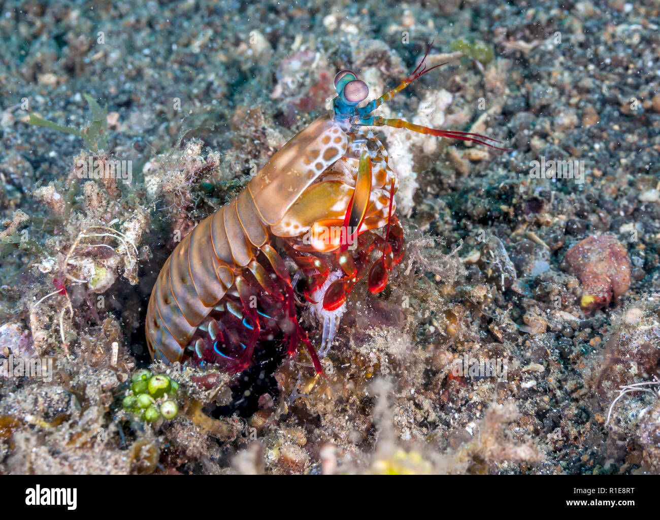 Odontodactylus scyllarus, known as the peacock mantis shrimp, is a ...