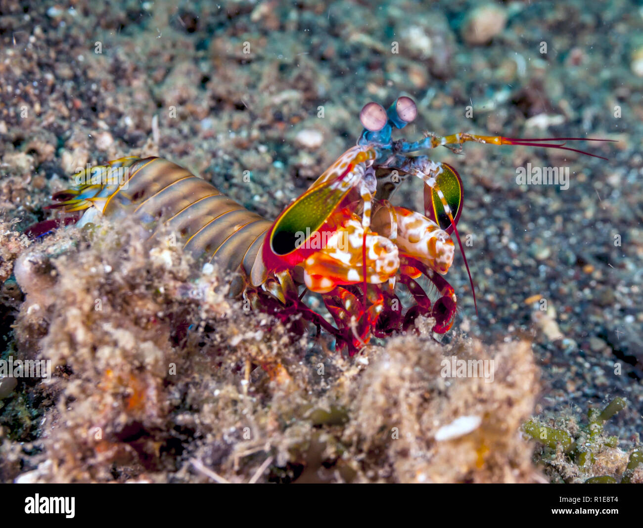 Odontodactylus scyllarus, known as the peacock mantis shrimp, is a ...