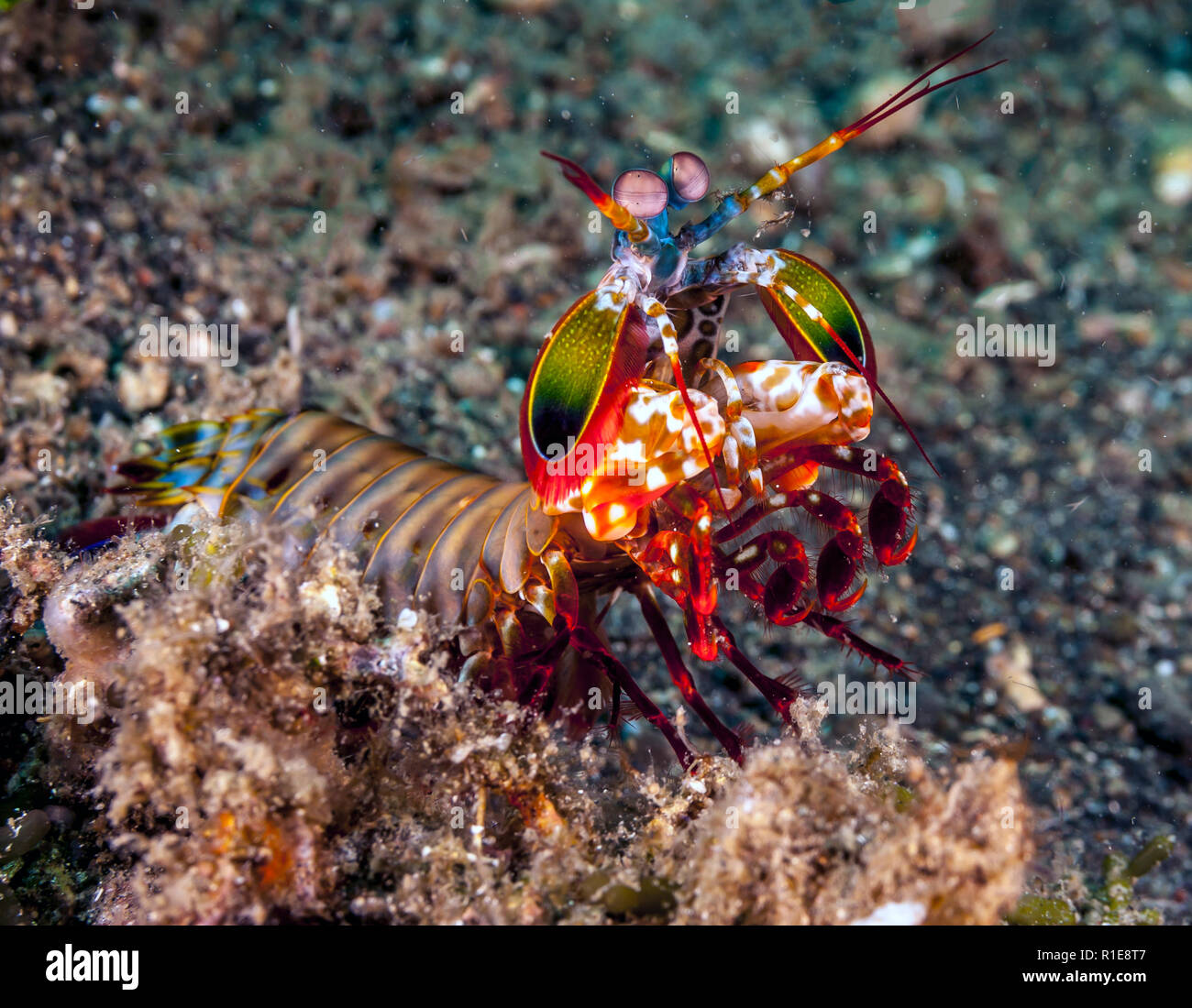Odontodactylus scyllarus, known as the peacock mantis shrimp, is a ...