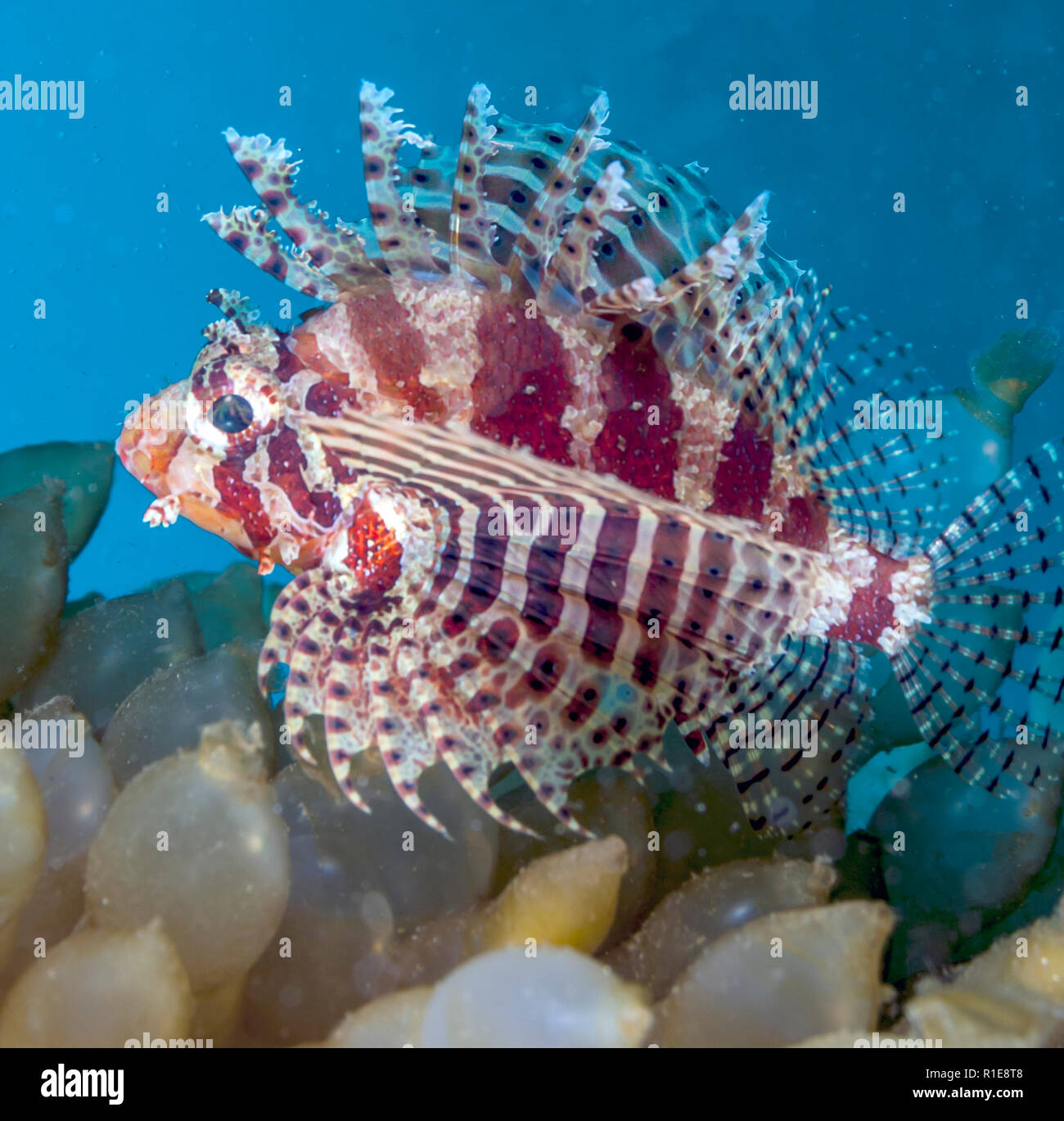 Pterois is a genus of venomous marine fish, commonly known as lionfish ...