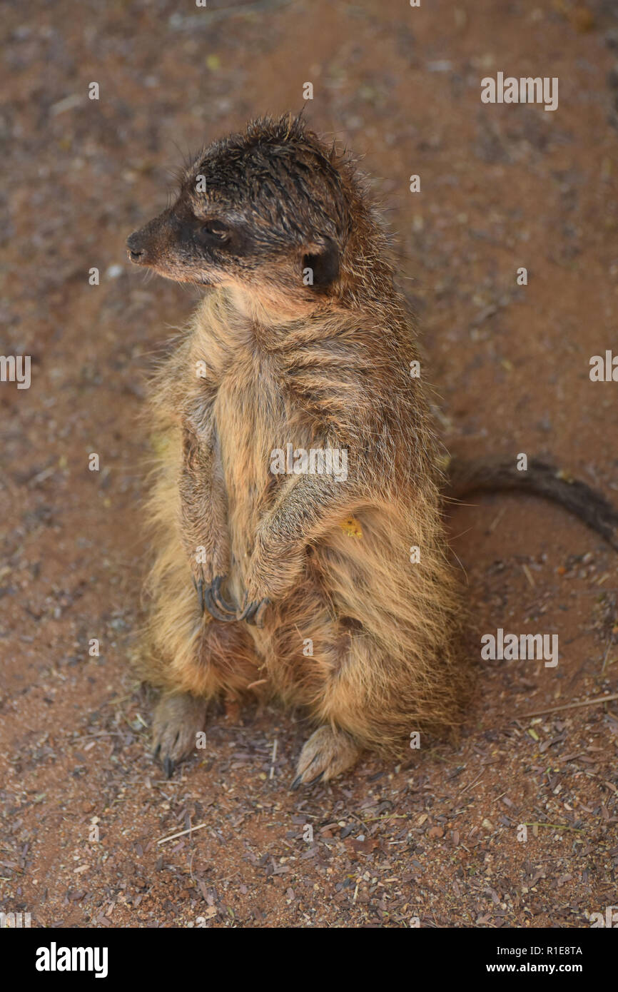 Ground squirrel sitting back up on his haunches Stock Photo - Alamy