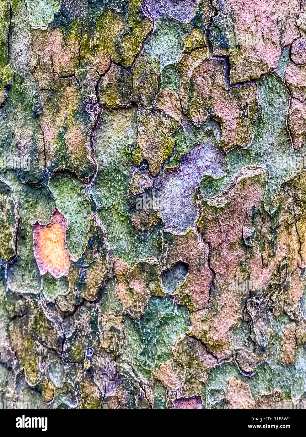 Sycamore tree peeling bark hi-res stock photography and images - Alamy