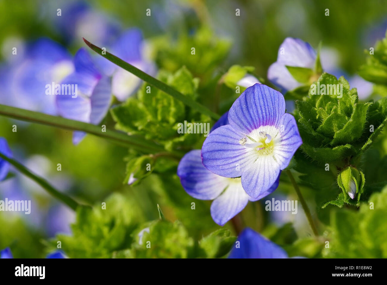 flowers of Veronica persica (birdeye speedwell, common field-speedwell ...