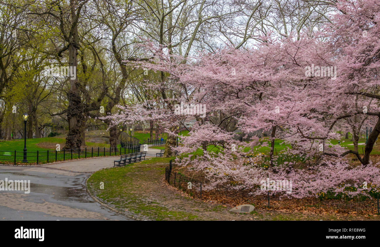 Central Park, Manhattan, New York City in spring Stock Photo - Alamy