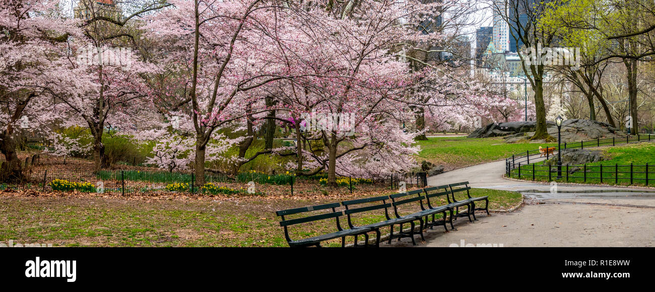 Central Park, Manhattan, New York City in spring Stock Photo - Alamy