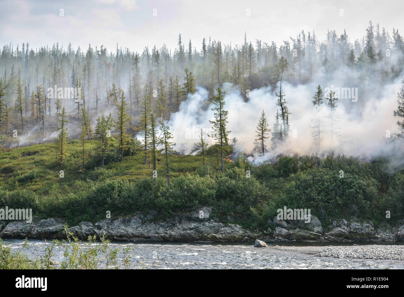 Forest fire. Natural disaster in the taiga in the polar Urals Stock ...