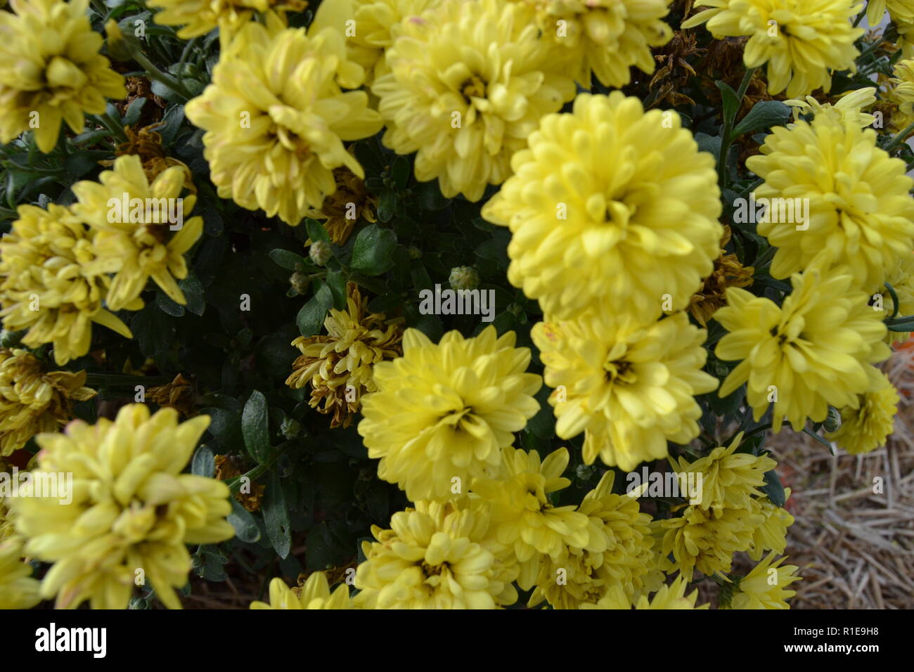 Yellow Mums High Resolution Stock Photography and Images - Alamy