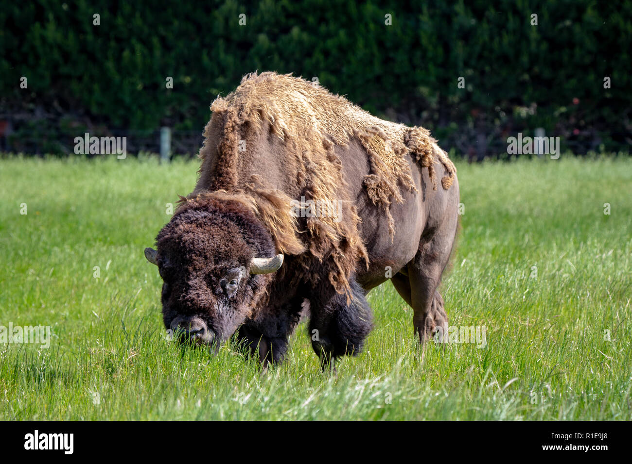 Woolly mammals hi-res stock photography and images - Alamy